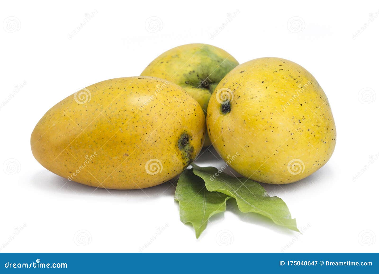 Set of Three Mangoes Highquality Image Stock Image - Image of detox ...