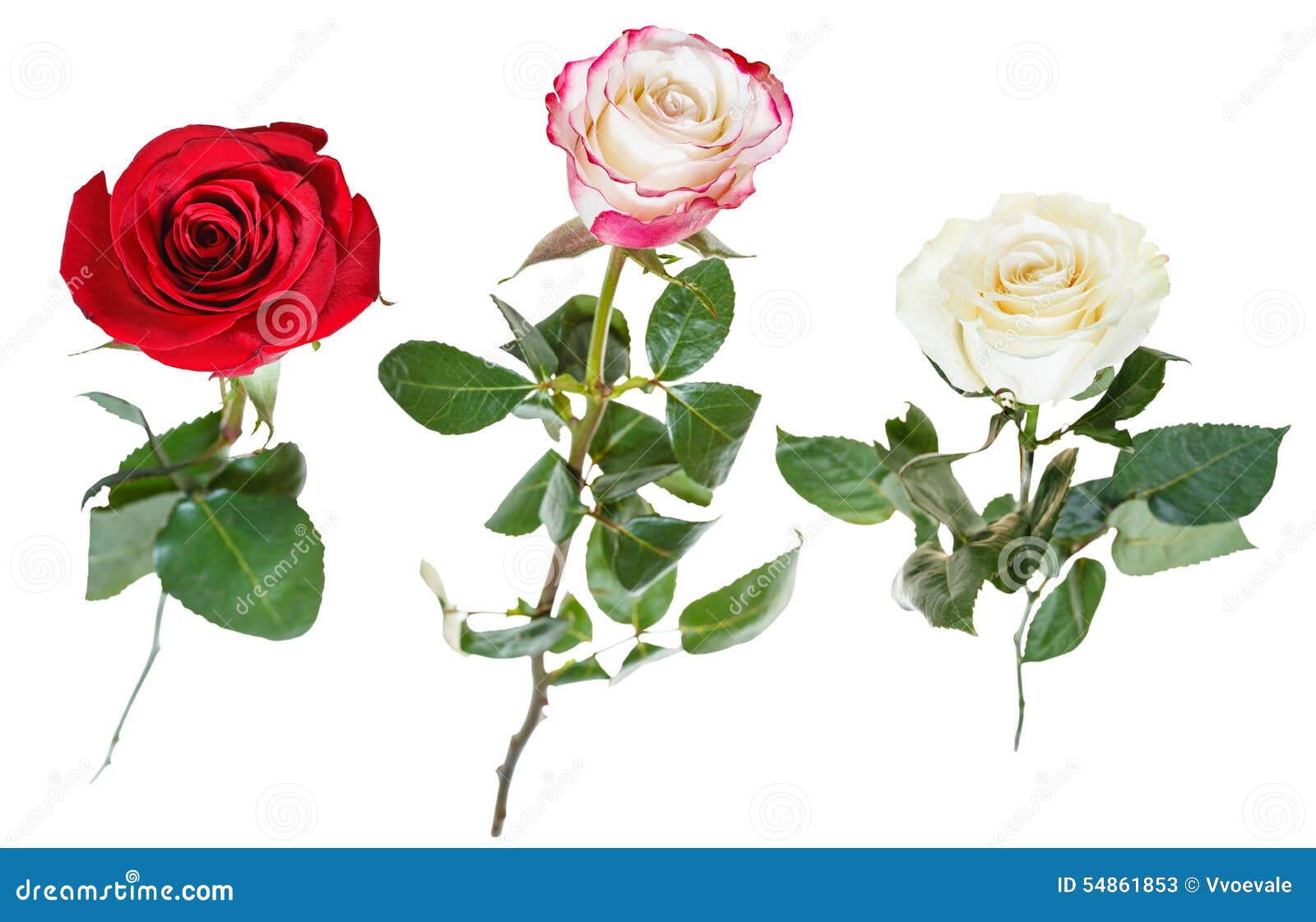 Set from Three Rose Flowers Isolated on White Stock Image - Image of ...