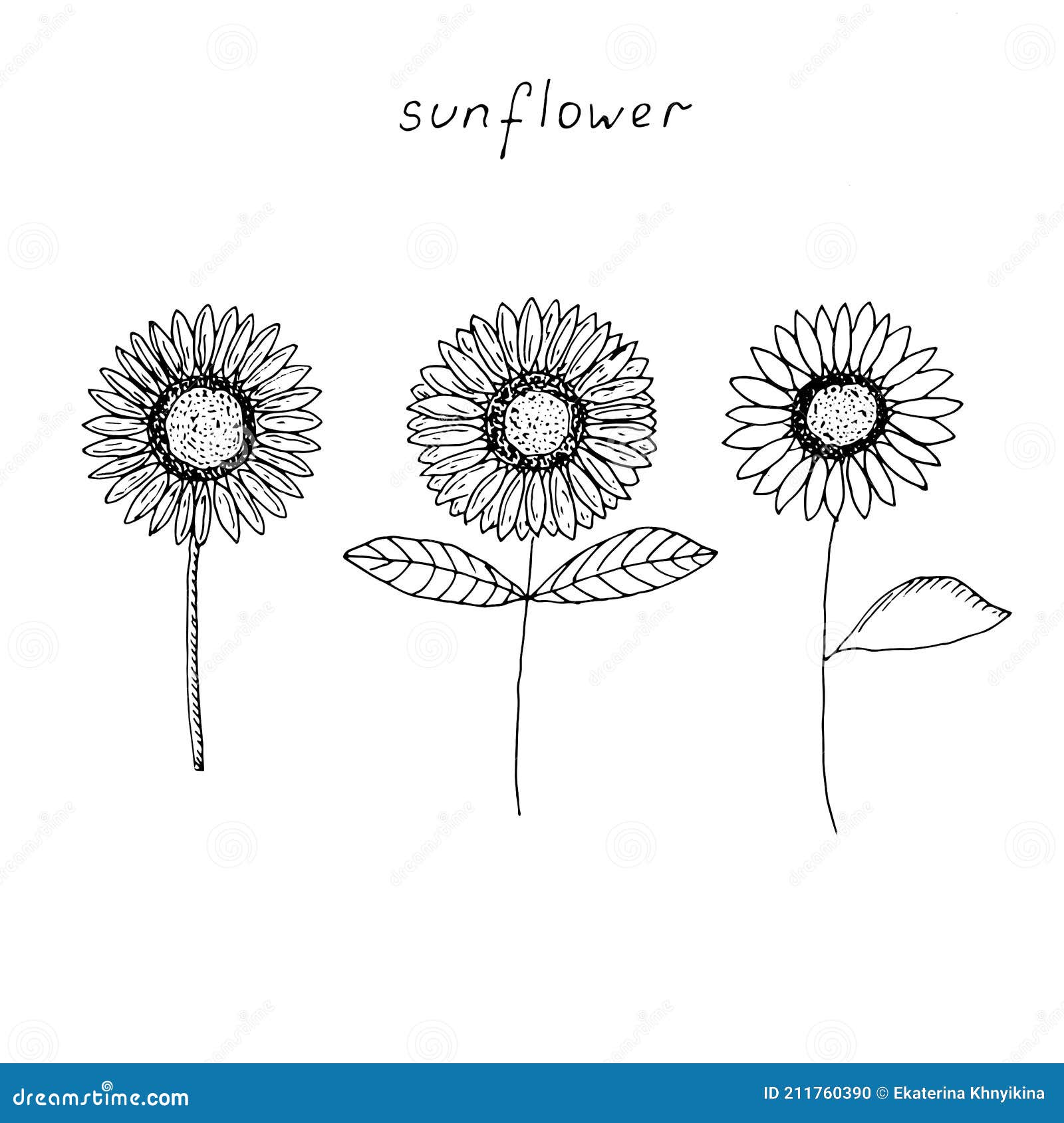 Set of Three Sunflowers, Vector Illustration, Hand Drawing, Sketch ...