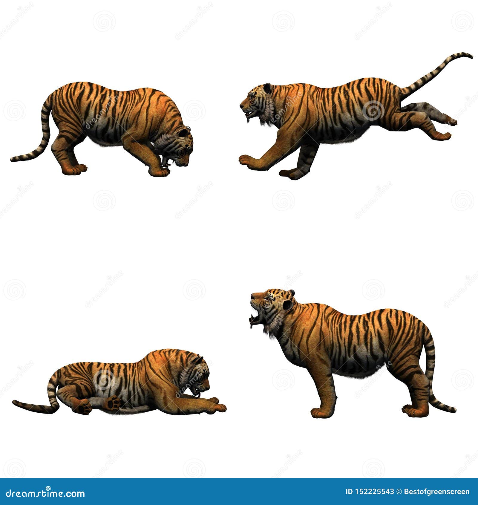 Set of Tiger in Different Movements on White Background Stock ...