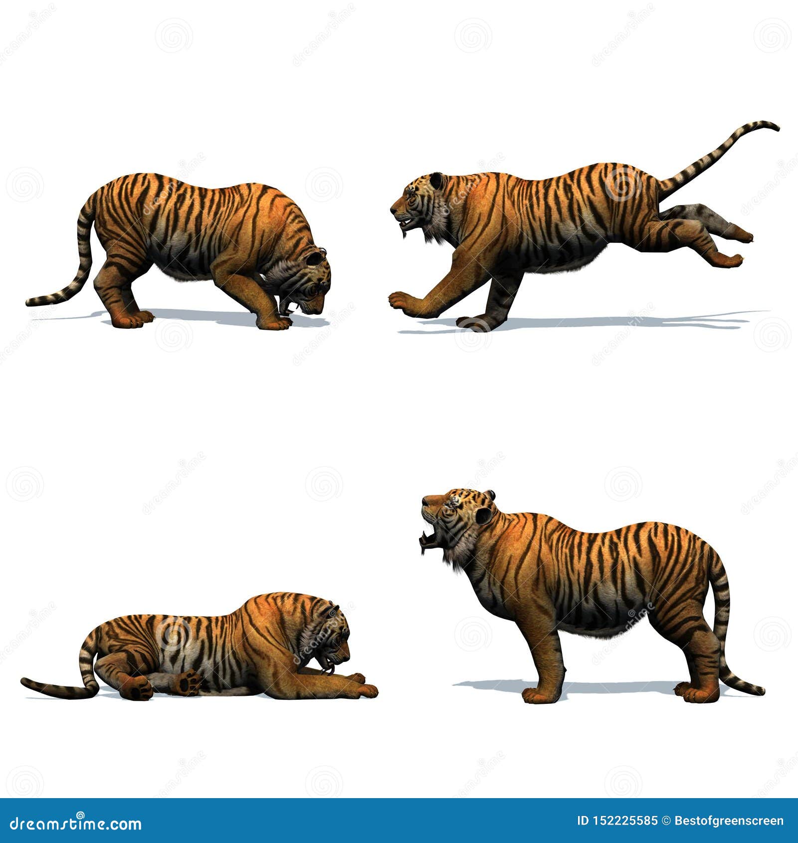 Set of Tiger in Different Movements with Shadow on the Floor on White ...