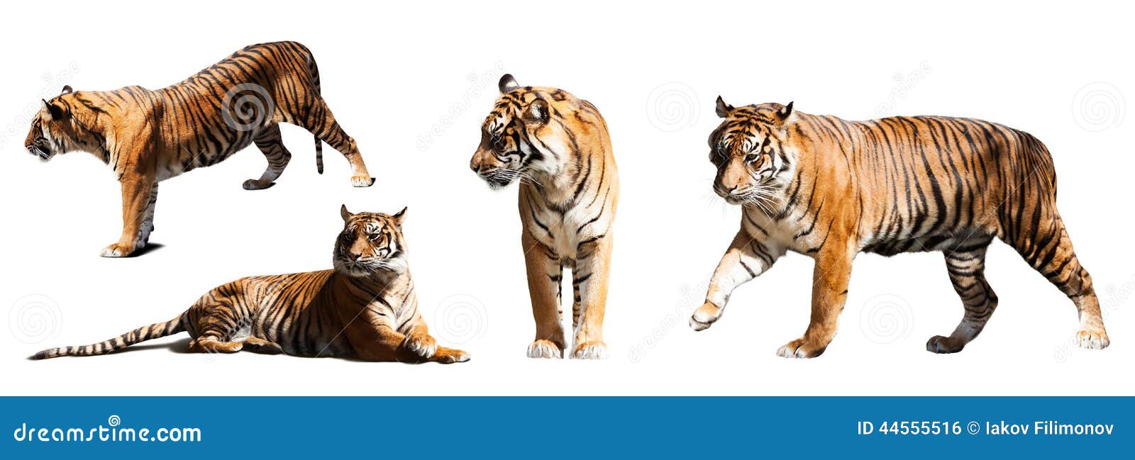 138 Set Tigers Stock Photos - Free & Royalty-Free Stock Photos from ...