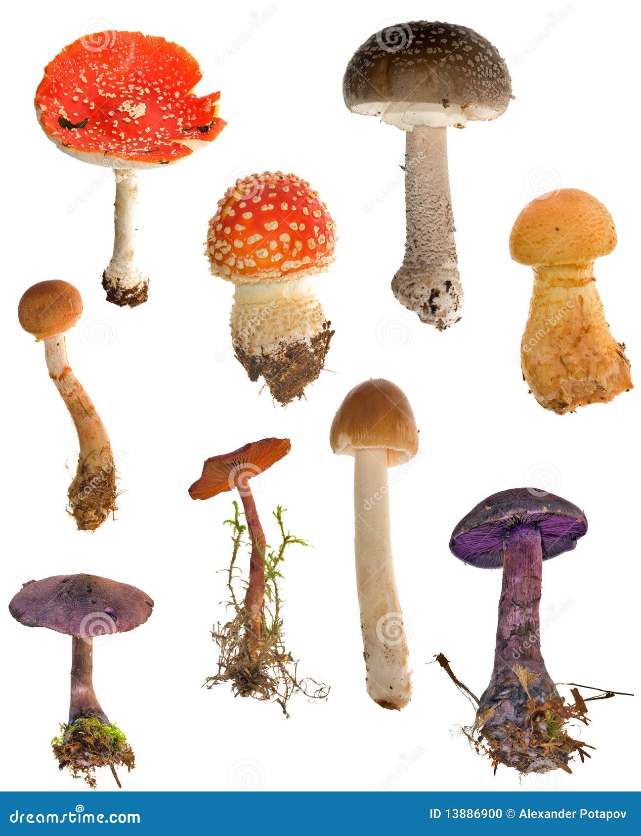 Set of toadstools stock photo. Image of skewbald, collection - 13886900