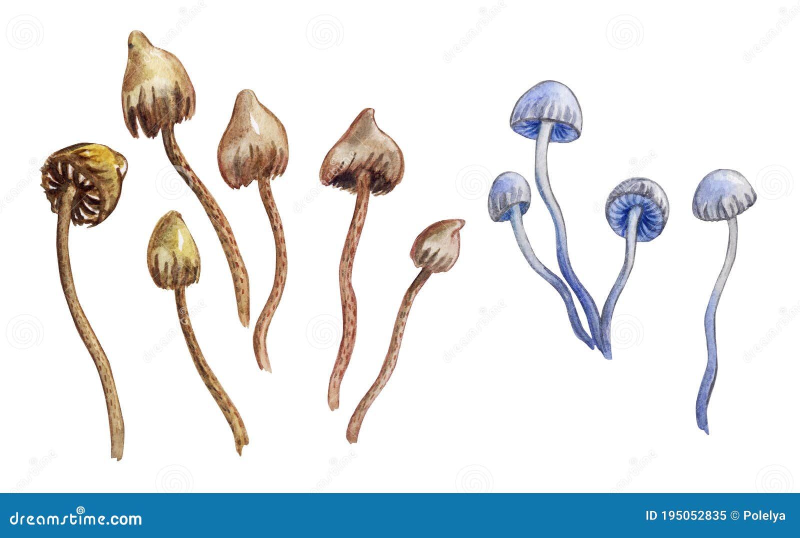 Set of Toadstools Watercolor Painting Stock Illustration - Illustration ...