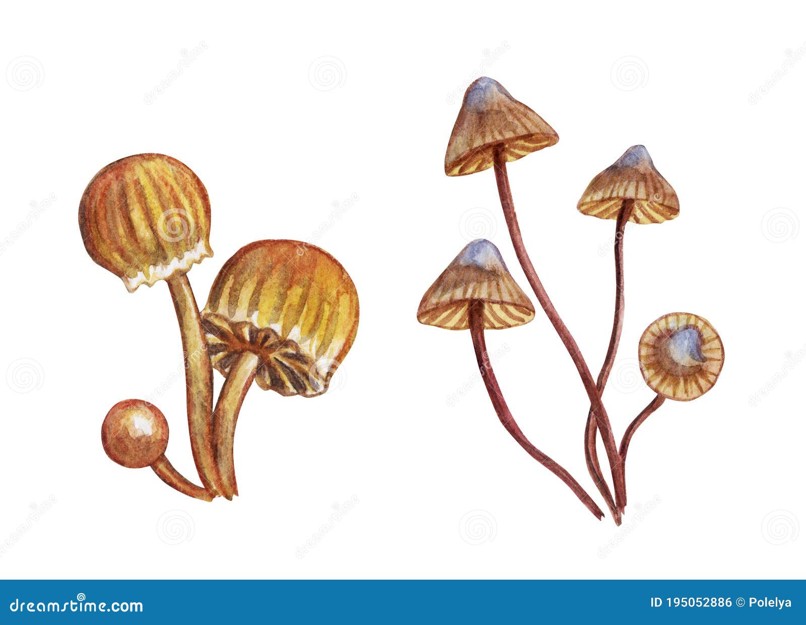 Set of Toadstools Watercolor Painting Stock Photo - Image of elements ...