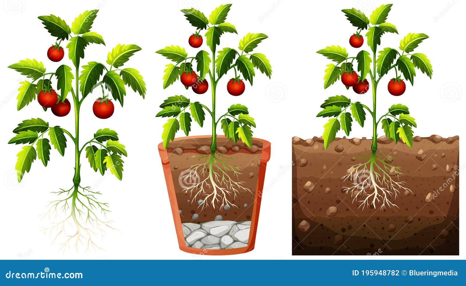 Tomatoes Plant Cartoon Stock Illustrations – 1,990 Tomatoes Plant ...