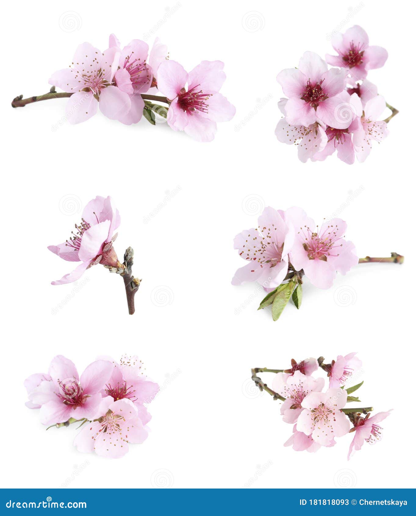 Set of Tree Branches with Flowers on Background. Spring Blossom Stock ...