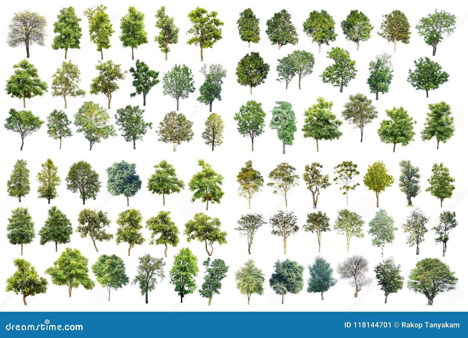 Set of Tree Isolated on White Background, Tropical Tree Isolated Stock ...