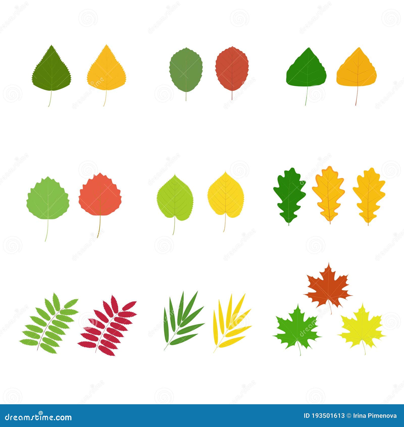 A Set of Tree Leaves. Vector Isolated Image on a White Background Stock ...