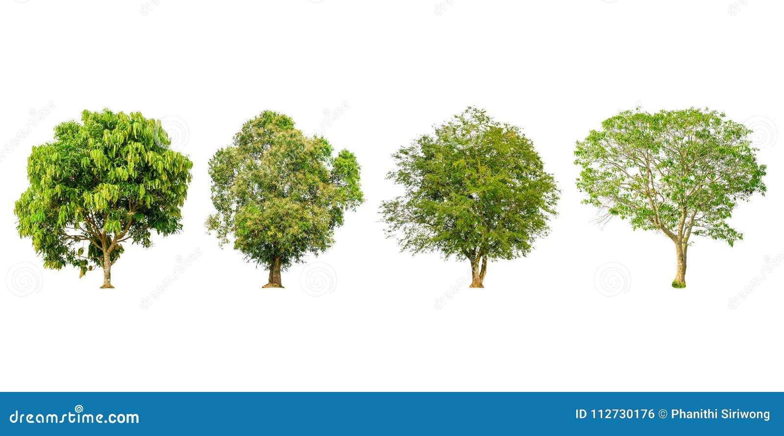 Set of Tree Shape and Tree Branch on White Background for Isolated ...