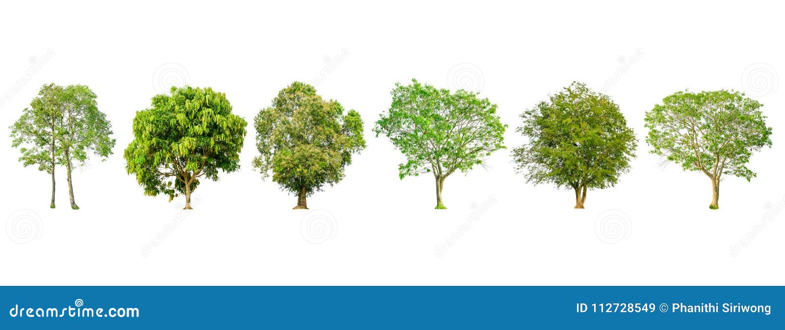 Set of Tree Shape and Tree Branch on White Background for Isolated ...