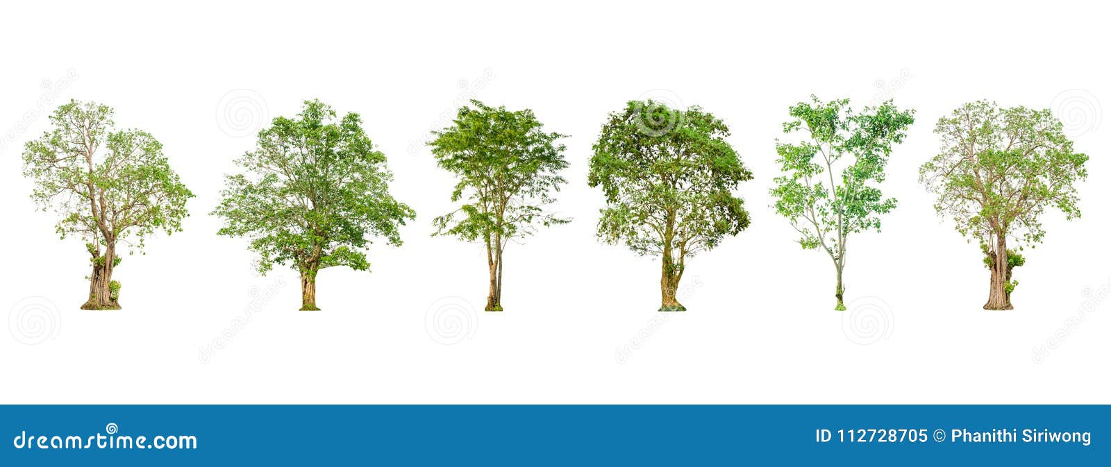 Set of Tree Shape and Tree Branch on White Background for Isolated ...