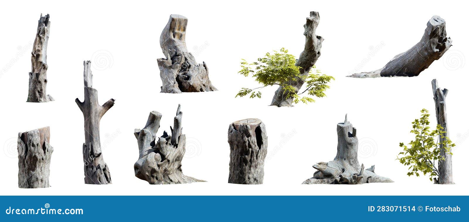 Tree Stumps In A Once Lush Forest Now A Desert, Signs Of Deforestation ...