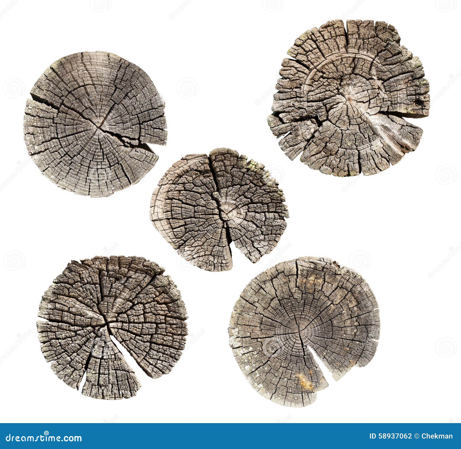Set Tree Trunk Cross-section Isolated Stock Photo - Image of circle ...