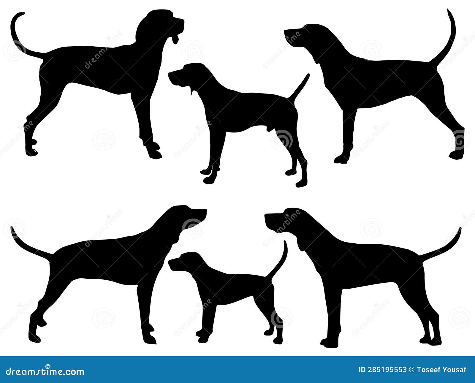 Treeing Walker Coonhound Or Tennessee Lead Dog Breed Portrait Isolated ...