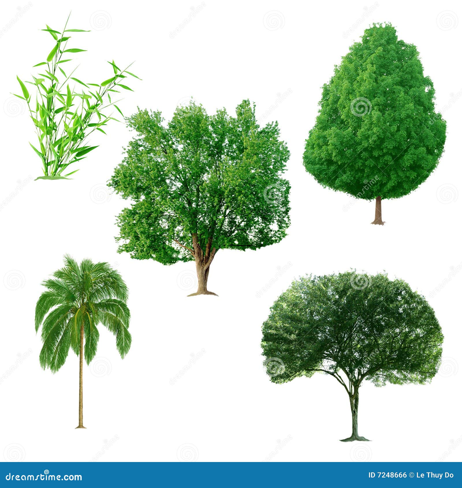Set of trees stock photo. Image of palm, hawthorn, isolated - 7248666 Set of trees stock photo. Image of palm, hawthorn, isolated - 7248666