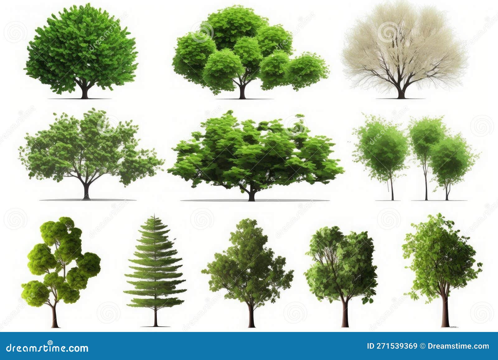 Set of Trees with Different Green Crowns on a White Background ...