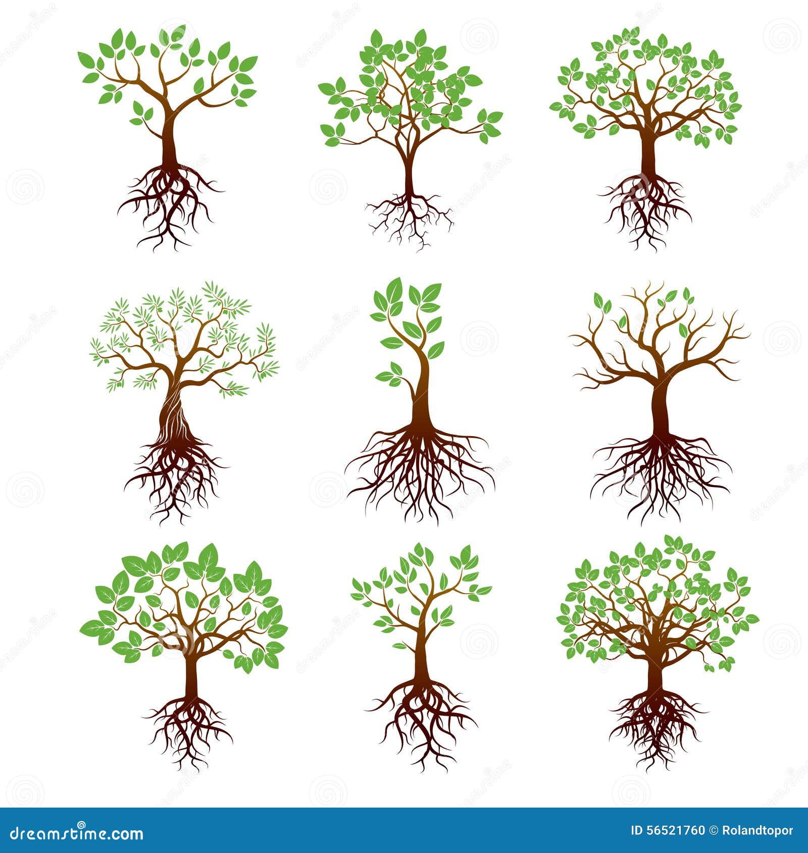Set of Trees, Green Leafs and Roots Stock Illustration - Illustration ...