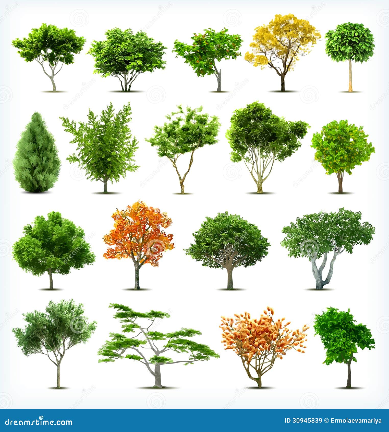 Set of Trees Isolated. Vector Stock Vector - Illustration of botany ...