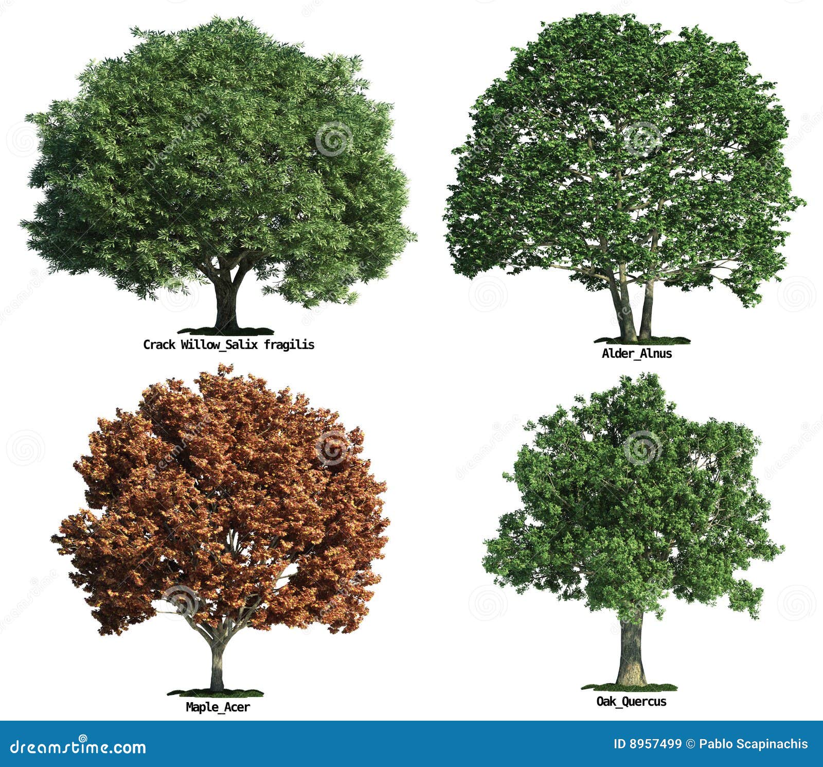 Set of Trees Isolated on White Stock Image - Image of quercus ...