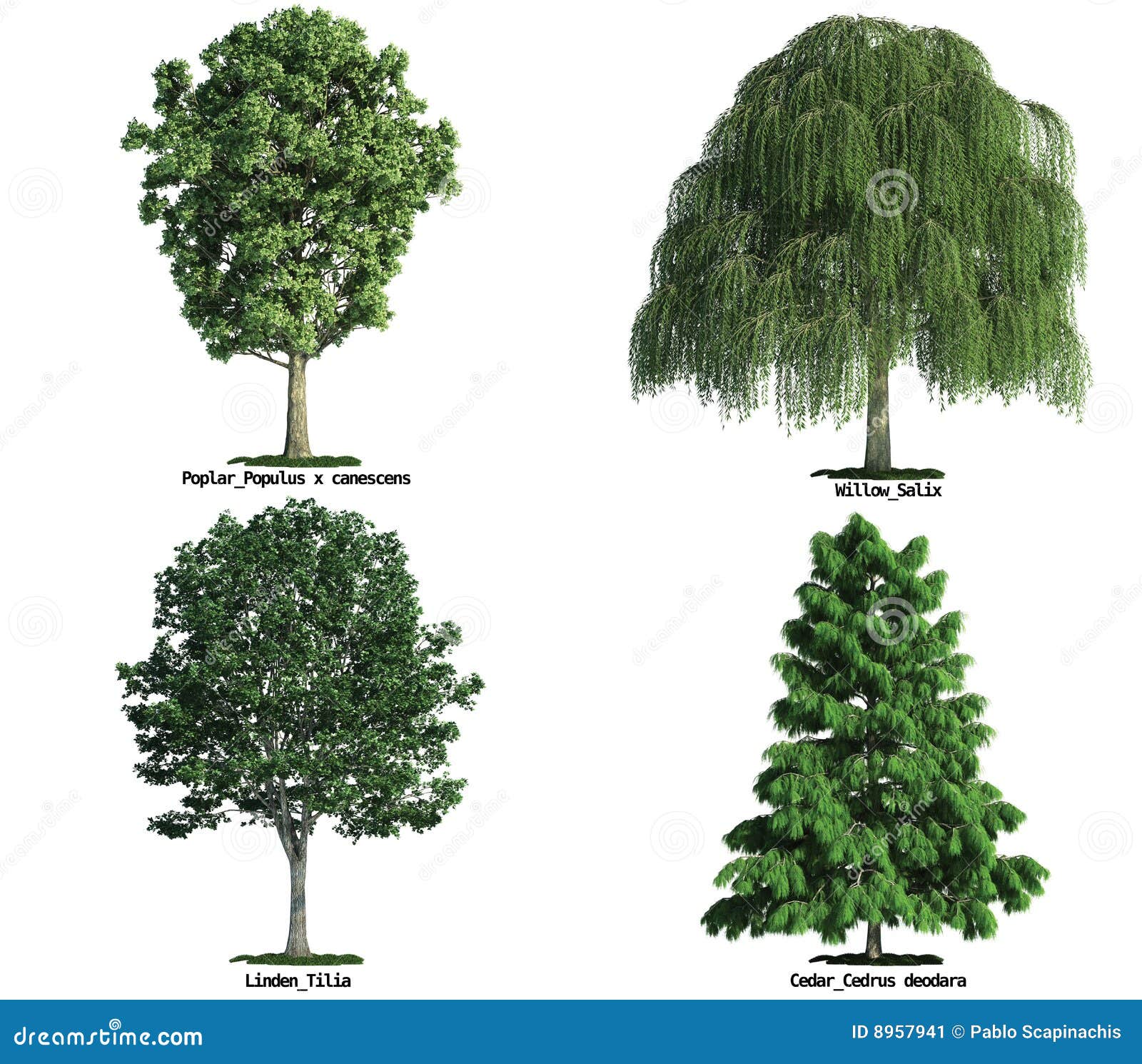Set of Trees Isolated on White Stock Illustration - Illustration of ...