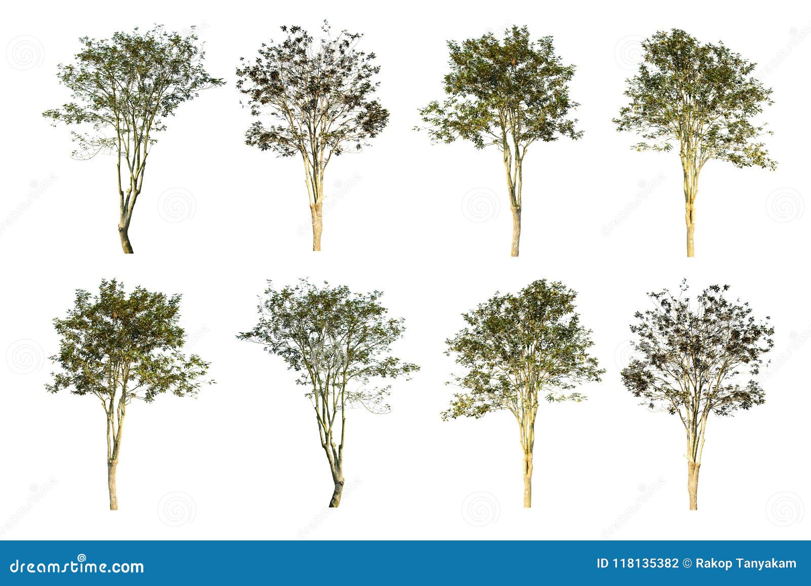 Set of 8 Trees Isolated on White Background Stock Photo - Image of ...