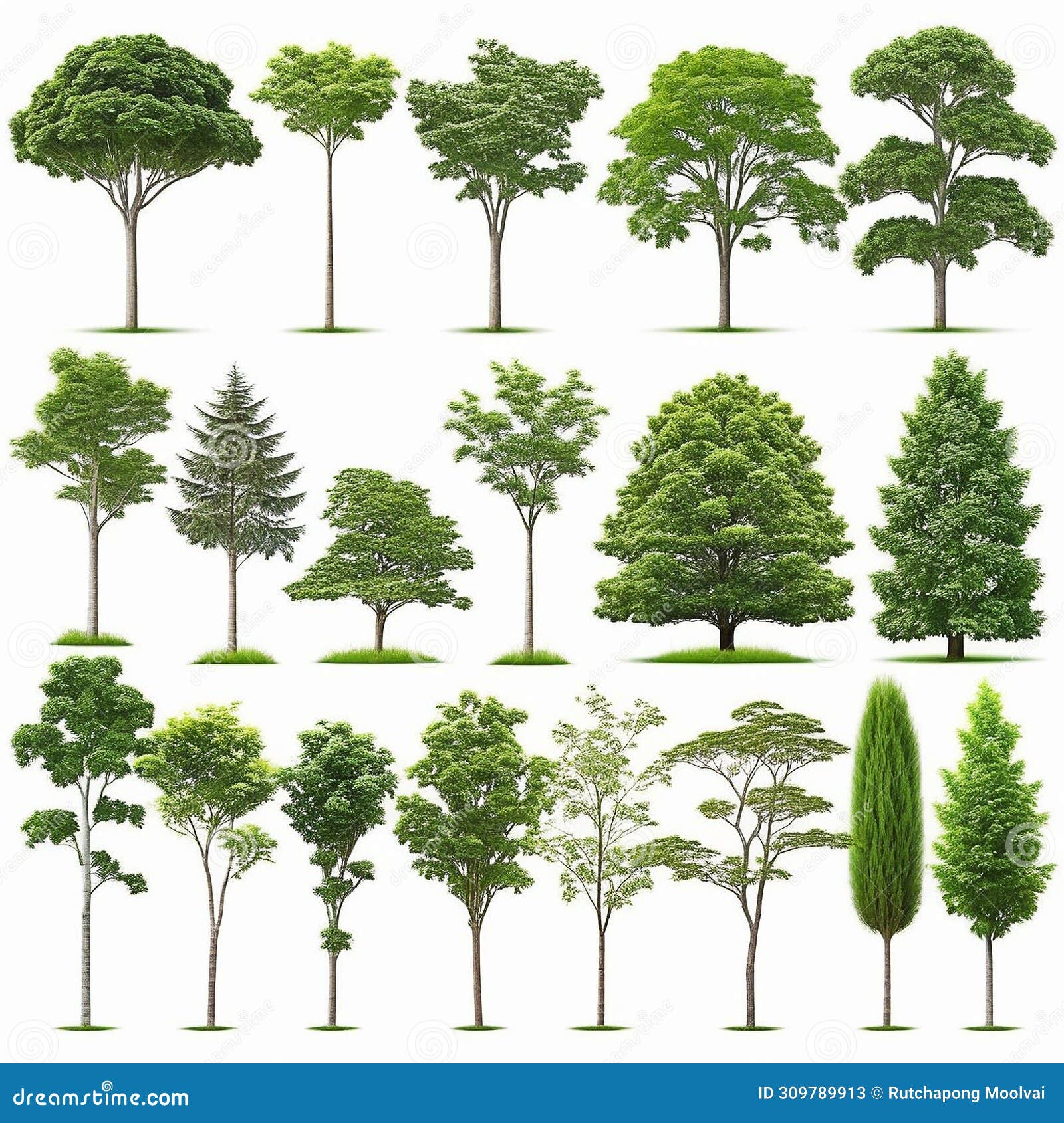 Set of Trees Isolated on White Background , Suitable for Use in ...