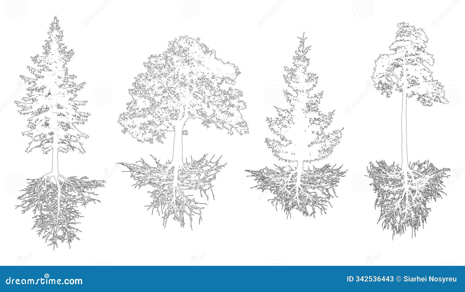 Set of Trees with Roots, Contour. Pine, Spruces, Oak with Rootage Stock ...