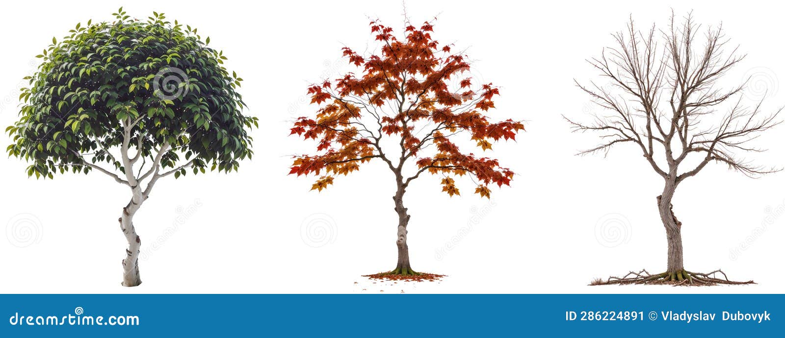 Set of Trees on a Transparent Background Stock Image - Illustration of ...