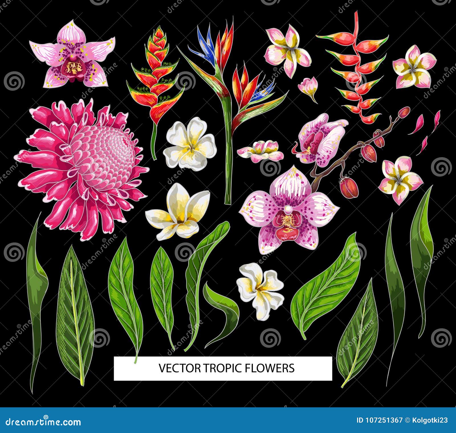 Set of Tropical Flowers. Vector Design Isolated Elements. Stock Vector ...
