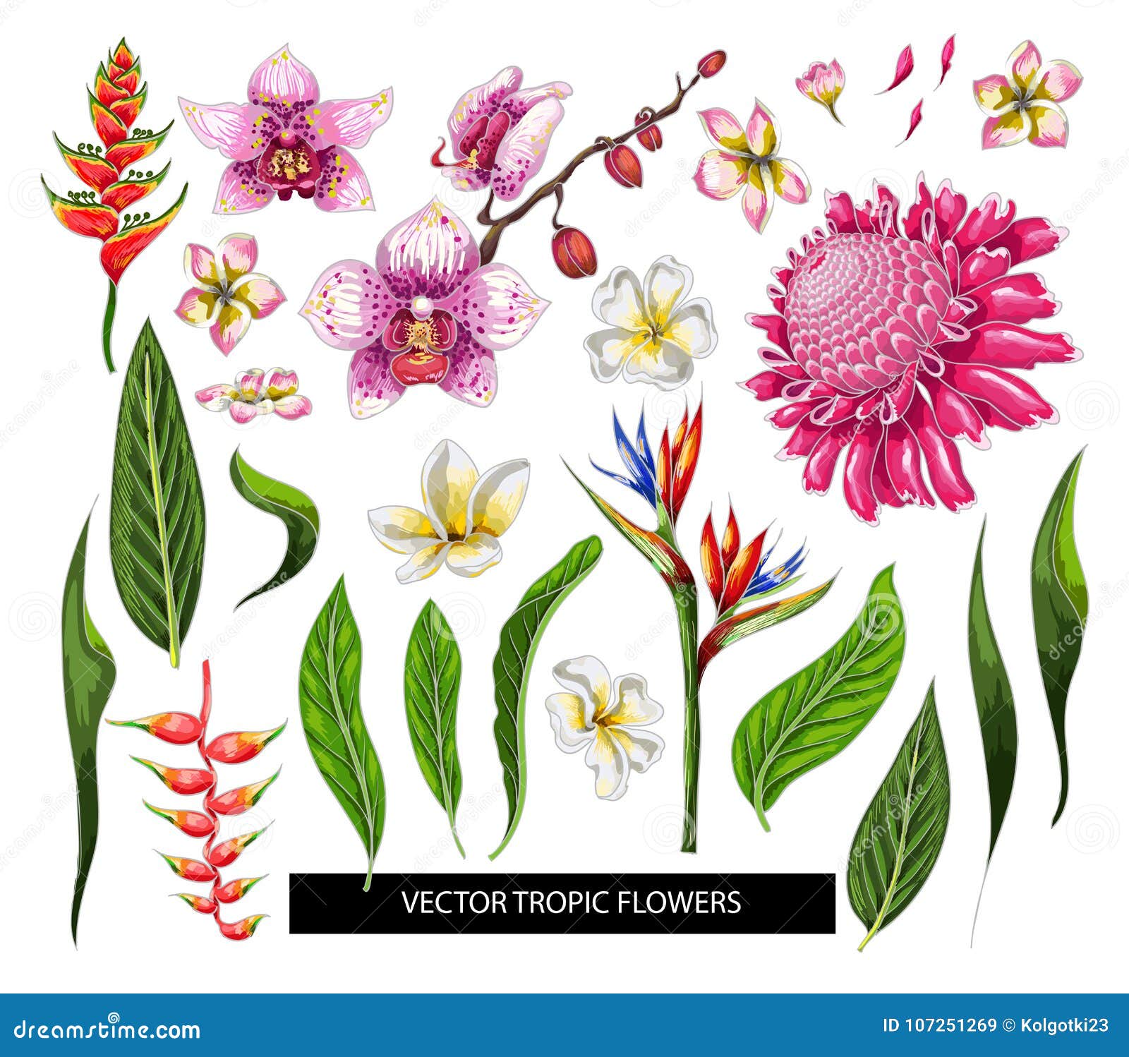 Set of Tropical Flowers. Vector Design Isolated Elements Stock Vector ...