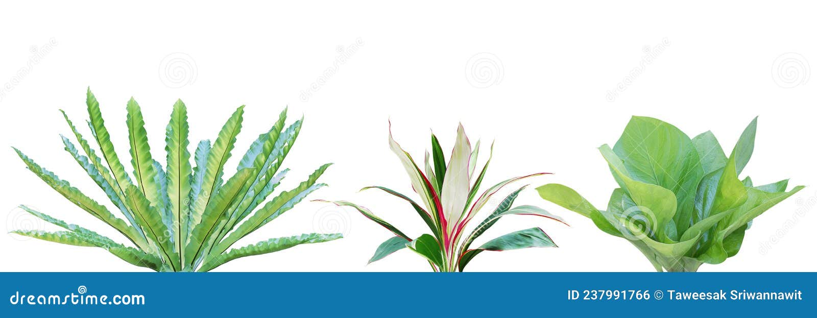 Ti Leaf Stock Illustrations – 107 Ti Leaf Stock Illustrations, Vectors ...