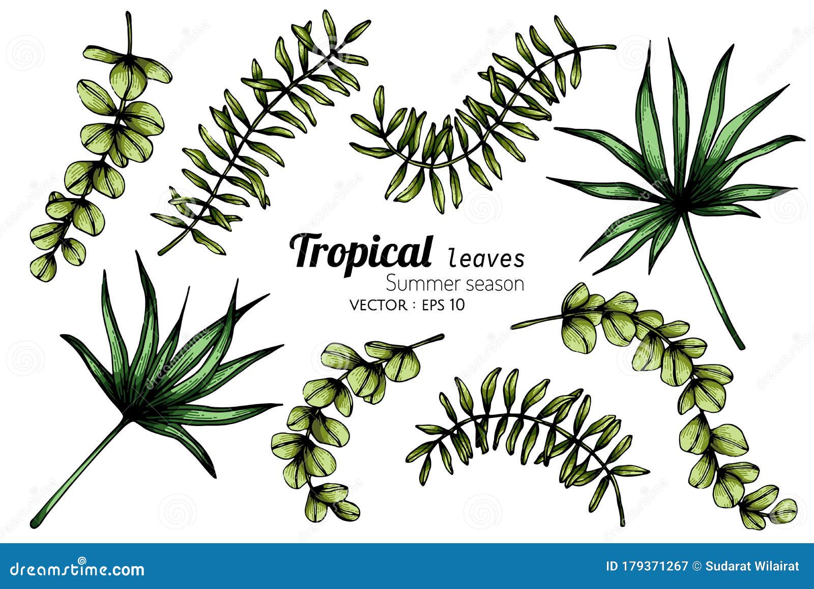 Set of Tropical Leaf Drawing Illustration with Line Art on White ...