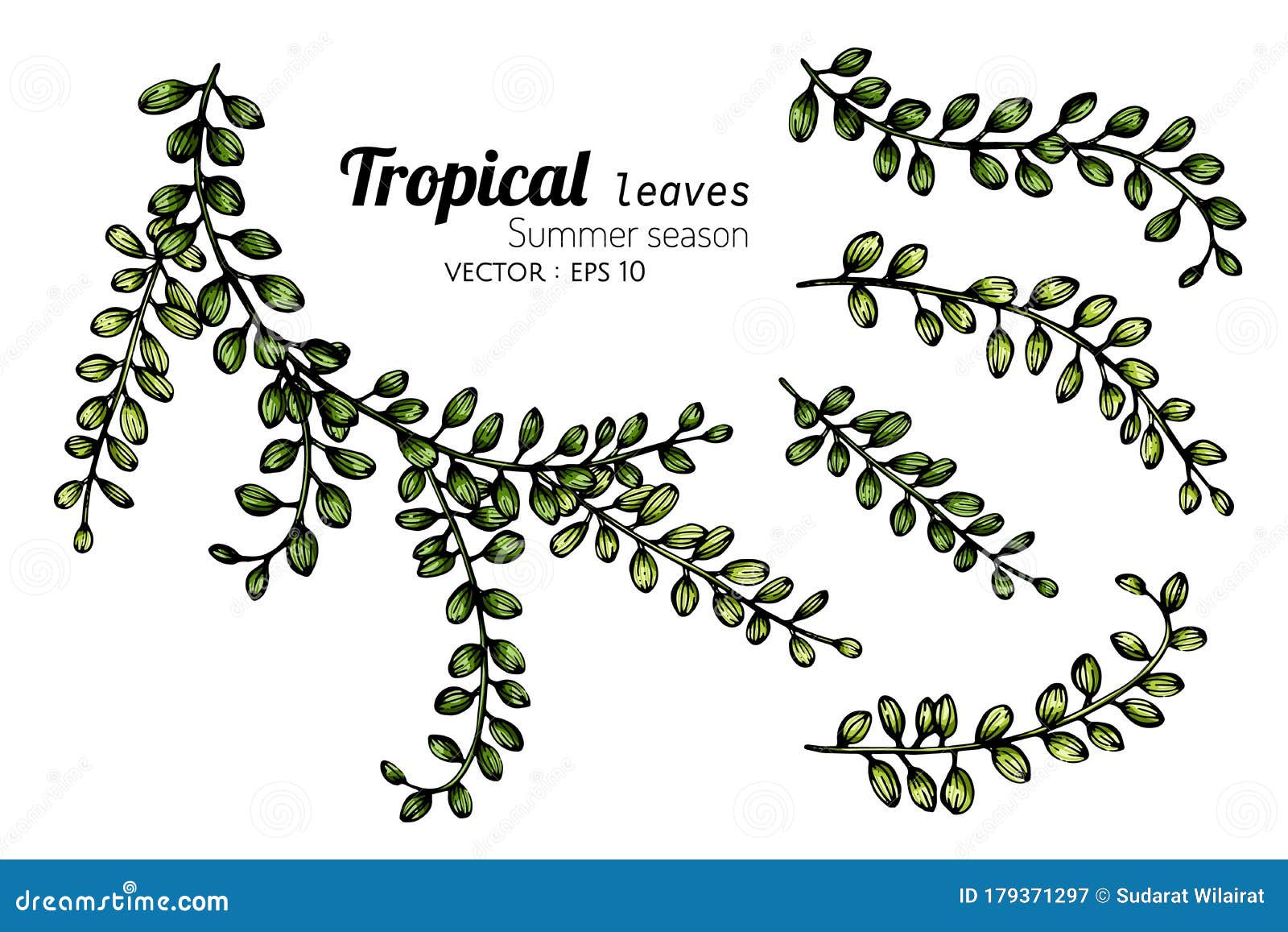 Set of Tropical Leaf Drawing Illustration with Line Art on White ...