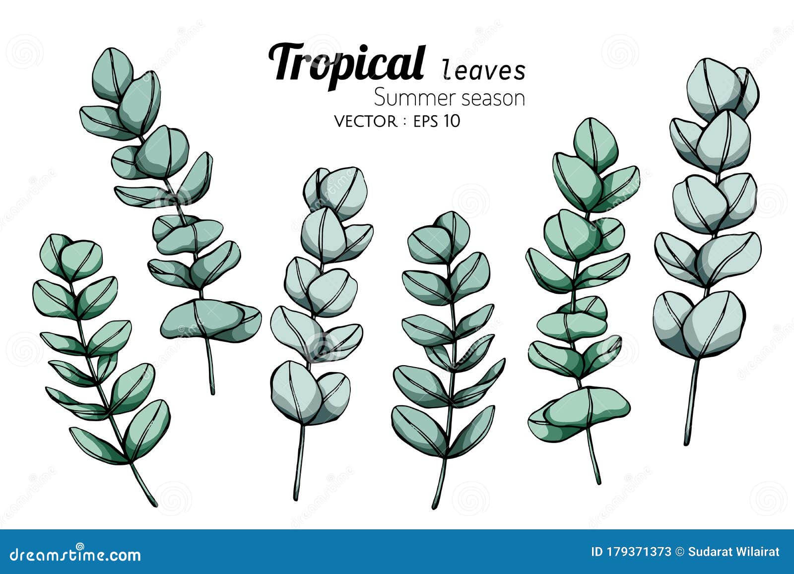 Set of Tropical Leaf Drawing Illustration with Line Art on White ...