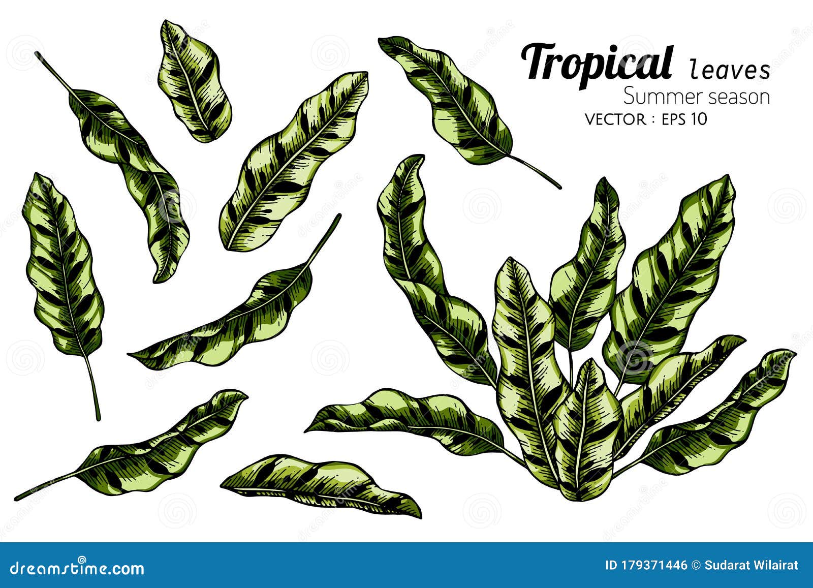 Set of Tropical Leaf Drawing Illustration with Line Art on White ...