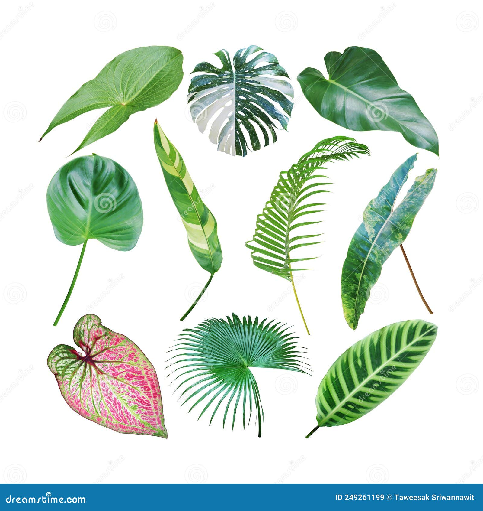 Set of Tropical Leaves Isolated on White Background with Clipping Path ...