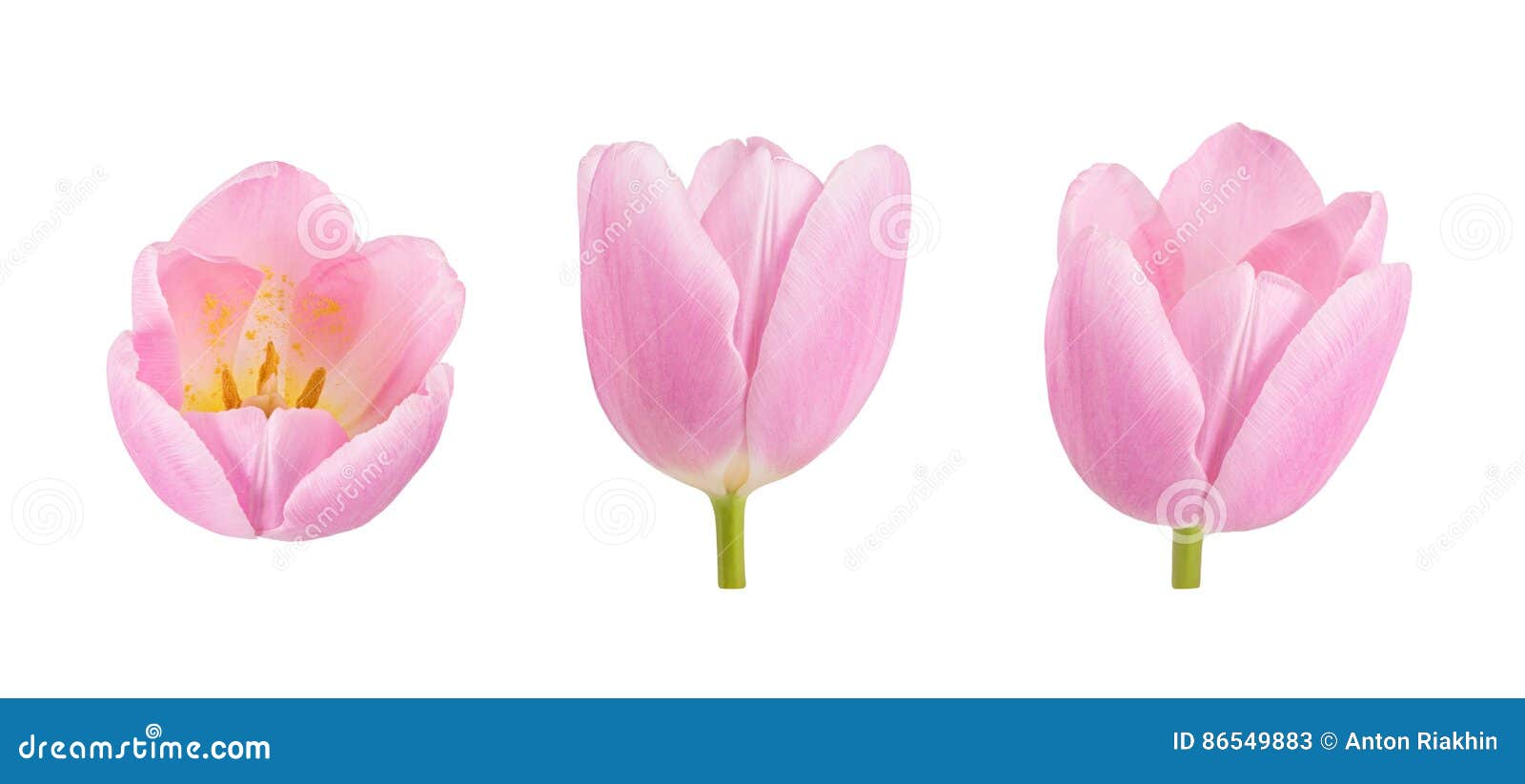 Set of Tulip Buds in Different Camera Angles Isolated on White B Stock ...