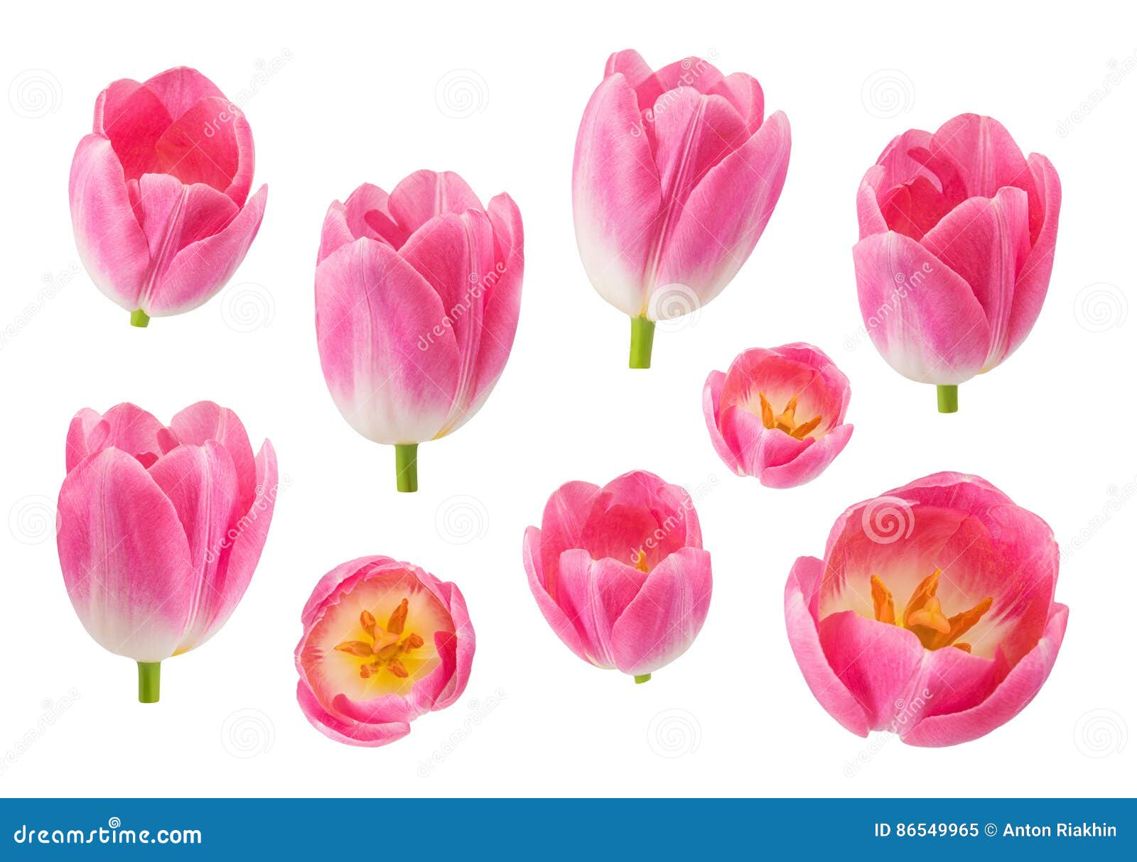 Set of Tulip Buds in Different Camera Angles Isolated on White B Stock ...
