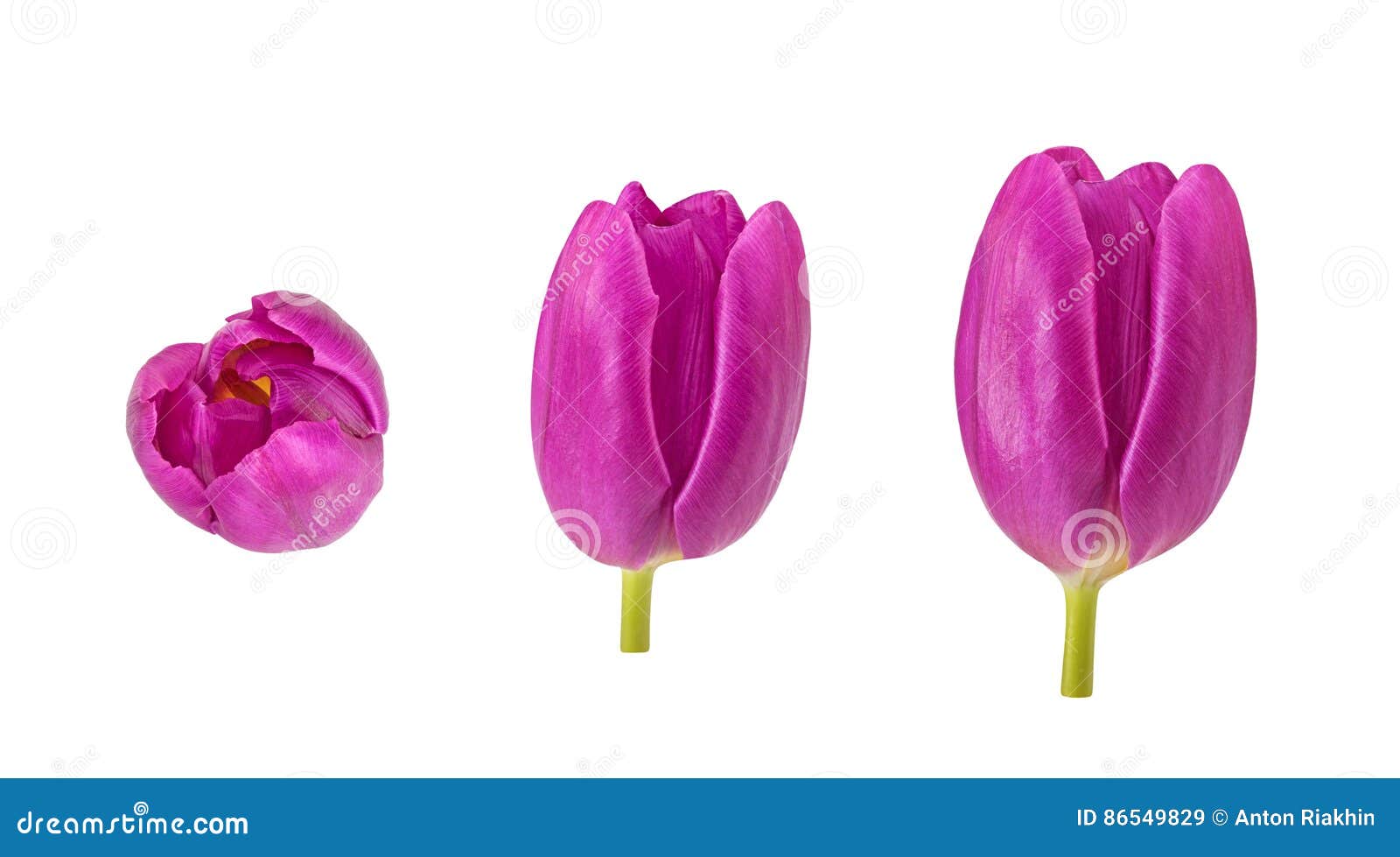 Set of Tulip Buds in Different Camera Angles Isolated on White ...
