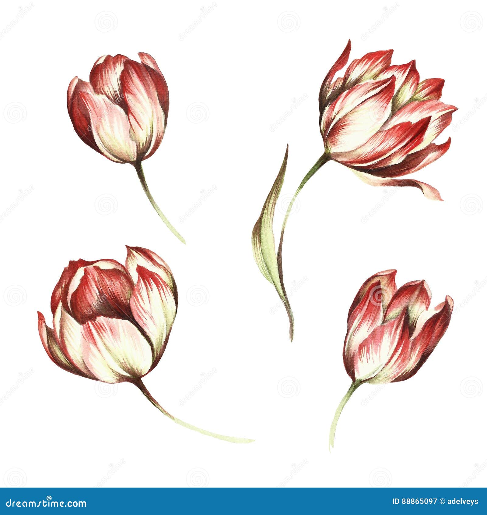 Set of Tulips. Hand Draw Watercolor Illustration Stock Illustration ...
