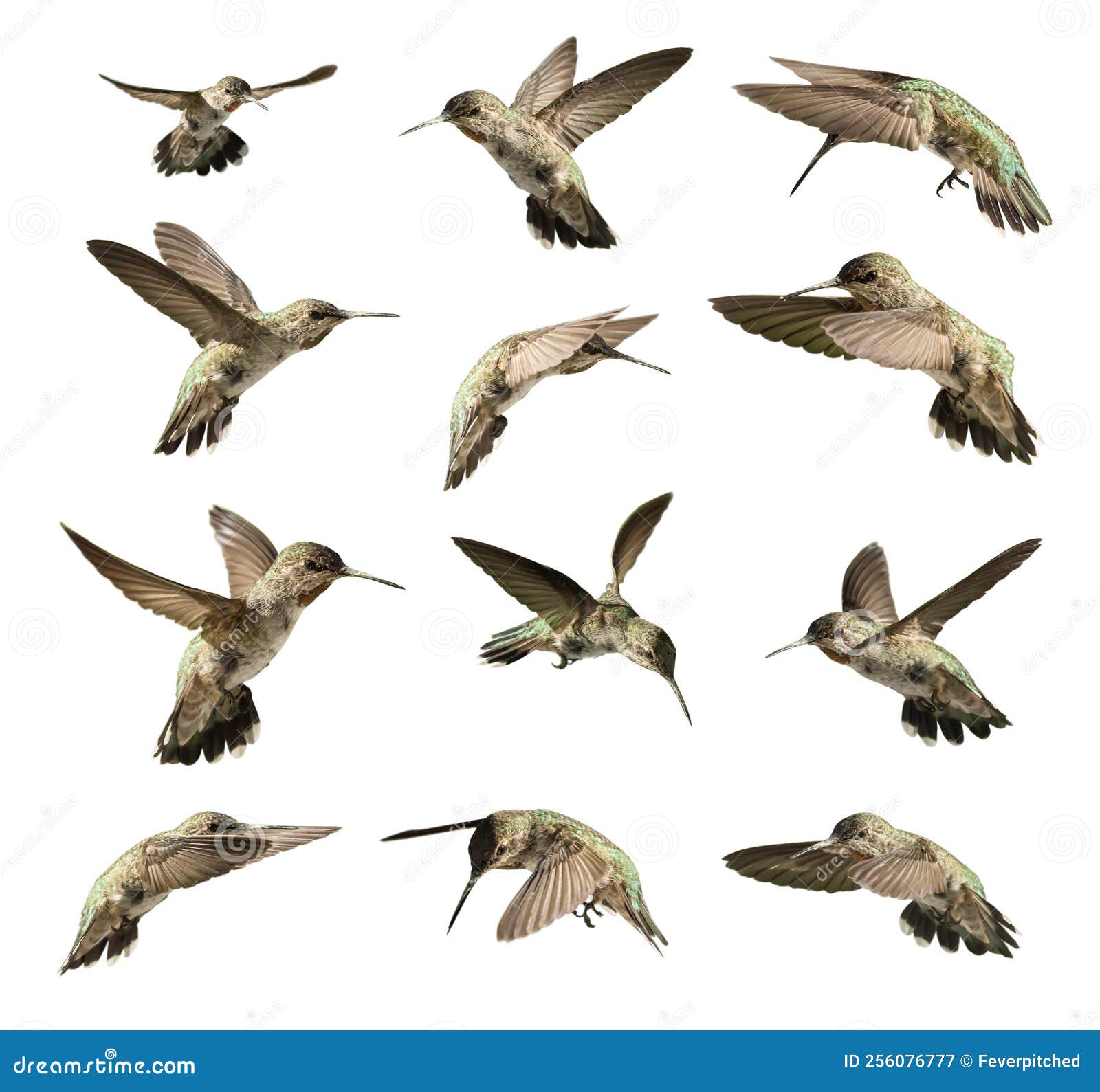 Set of Twelve Hummingbird in Flight Isolated on White Stock Image ...
