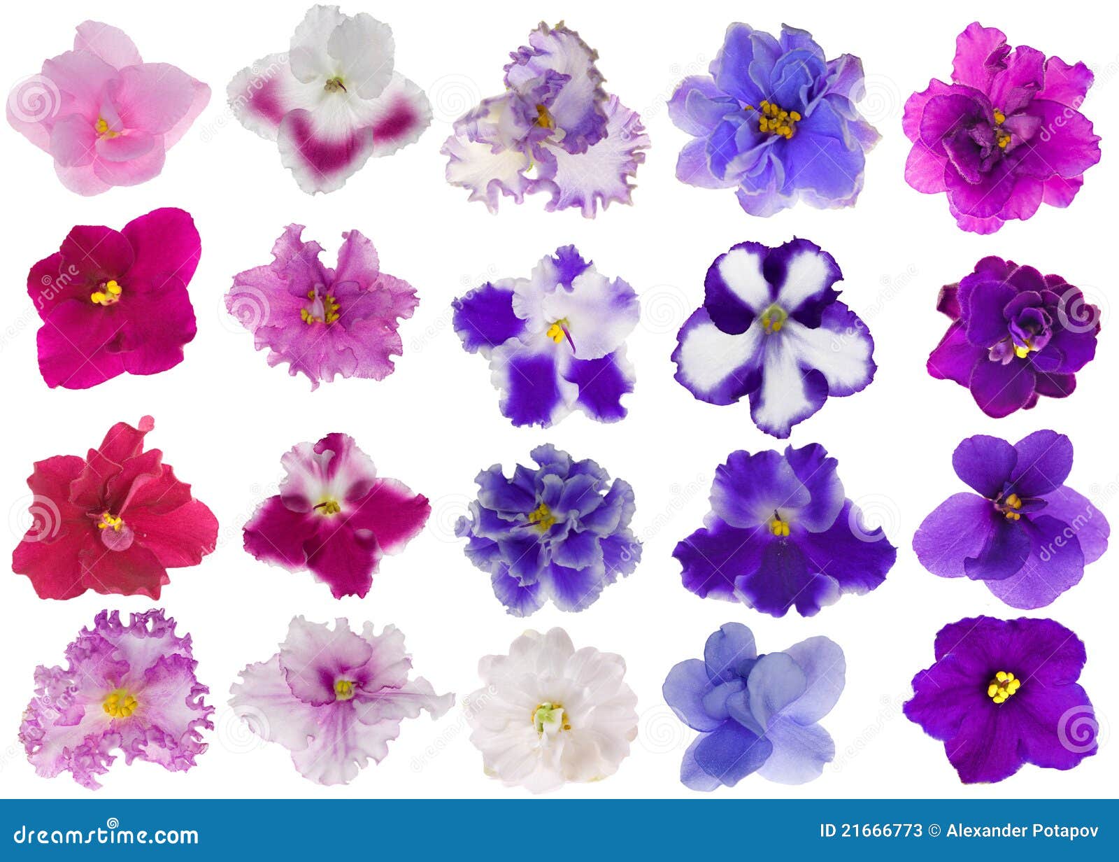 Set of Twenty Isolated Violets Stock Image - Image of blue, beautiful ...