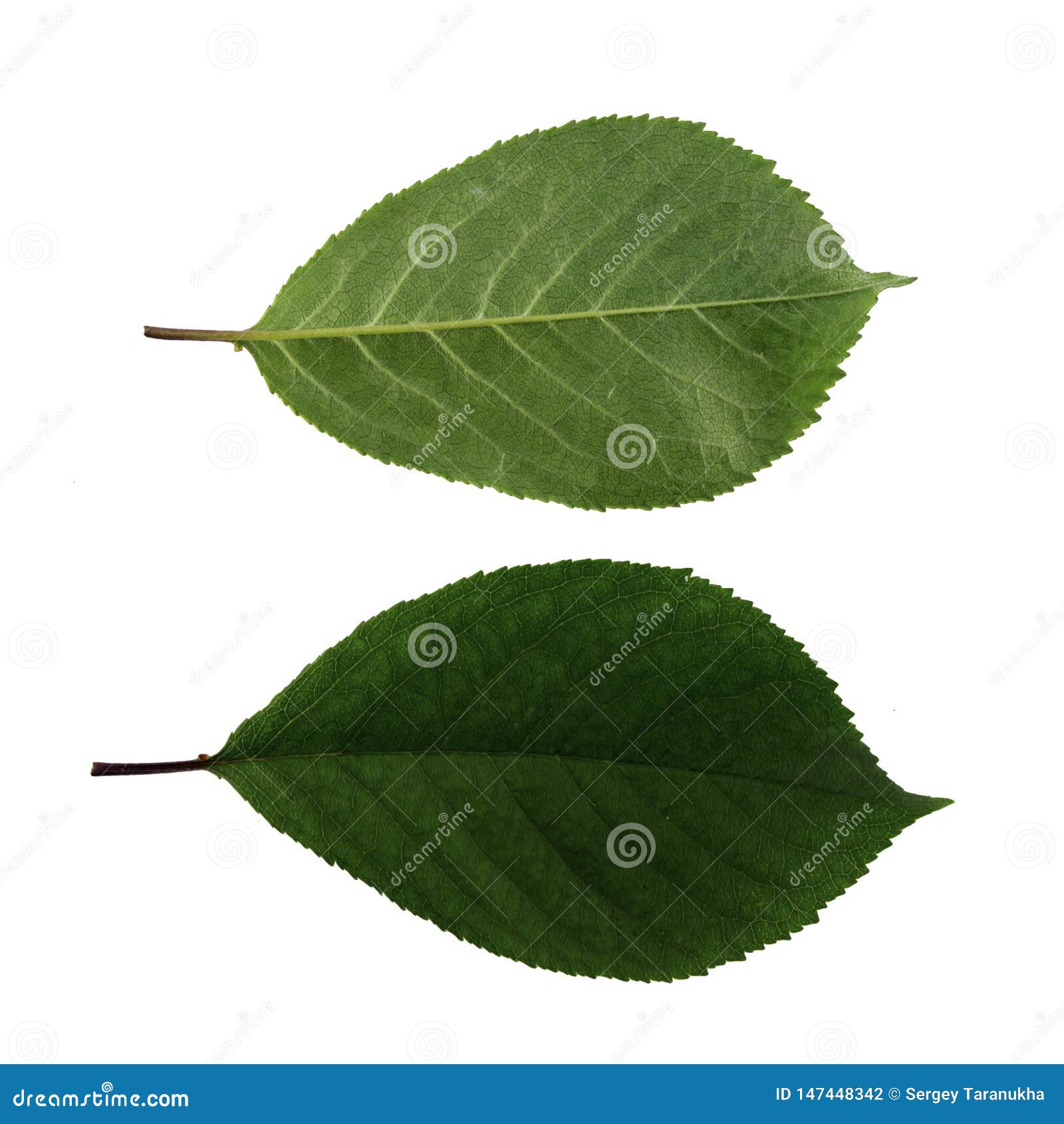 A Set of Two Green Leaves of Cherry Isolated on a White Background, the ...