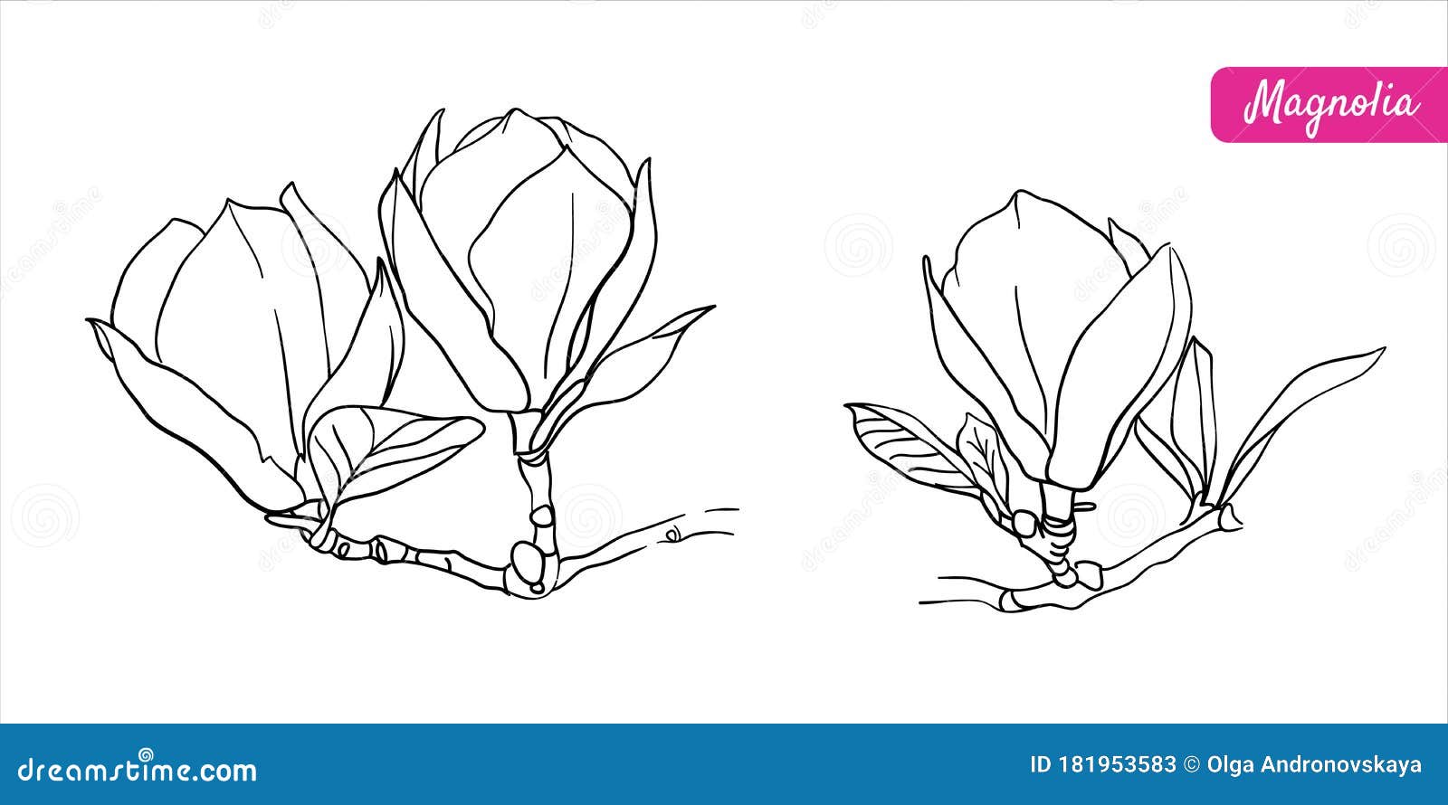 Set of Hand Drawn Vector Outline Magnolia Flowers on the White ...
