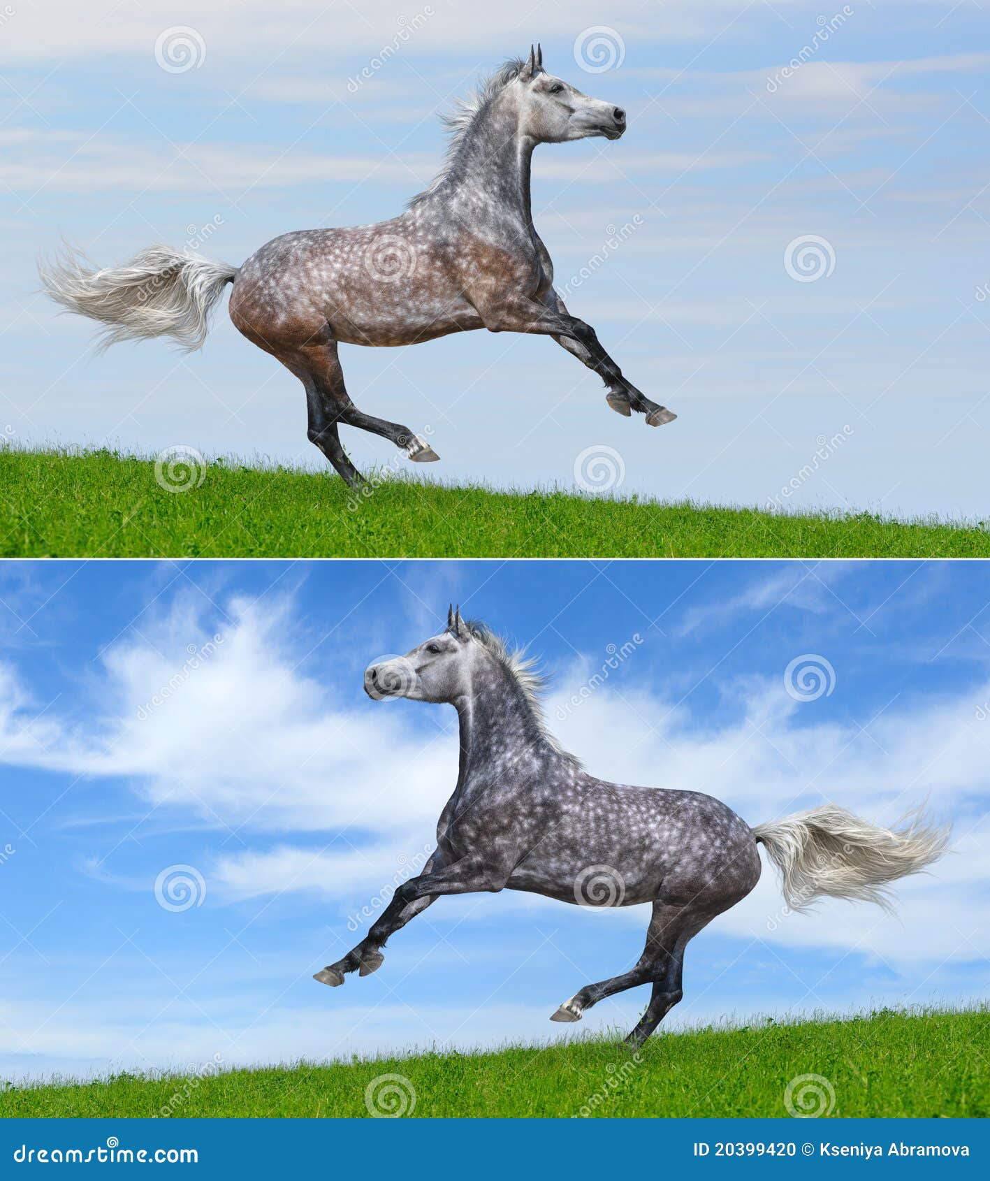 Set - Two Various Color of Galloping Horses Stock Photo - Image of ...