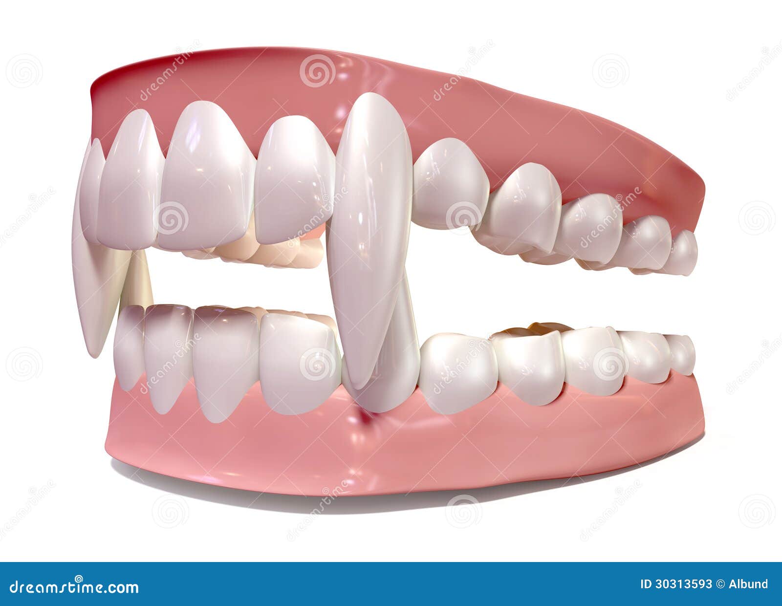False Teeth Royalty-Free Stock Image | CartoonDealer.com #21800716