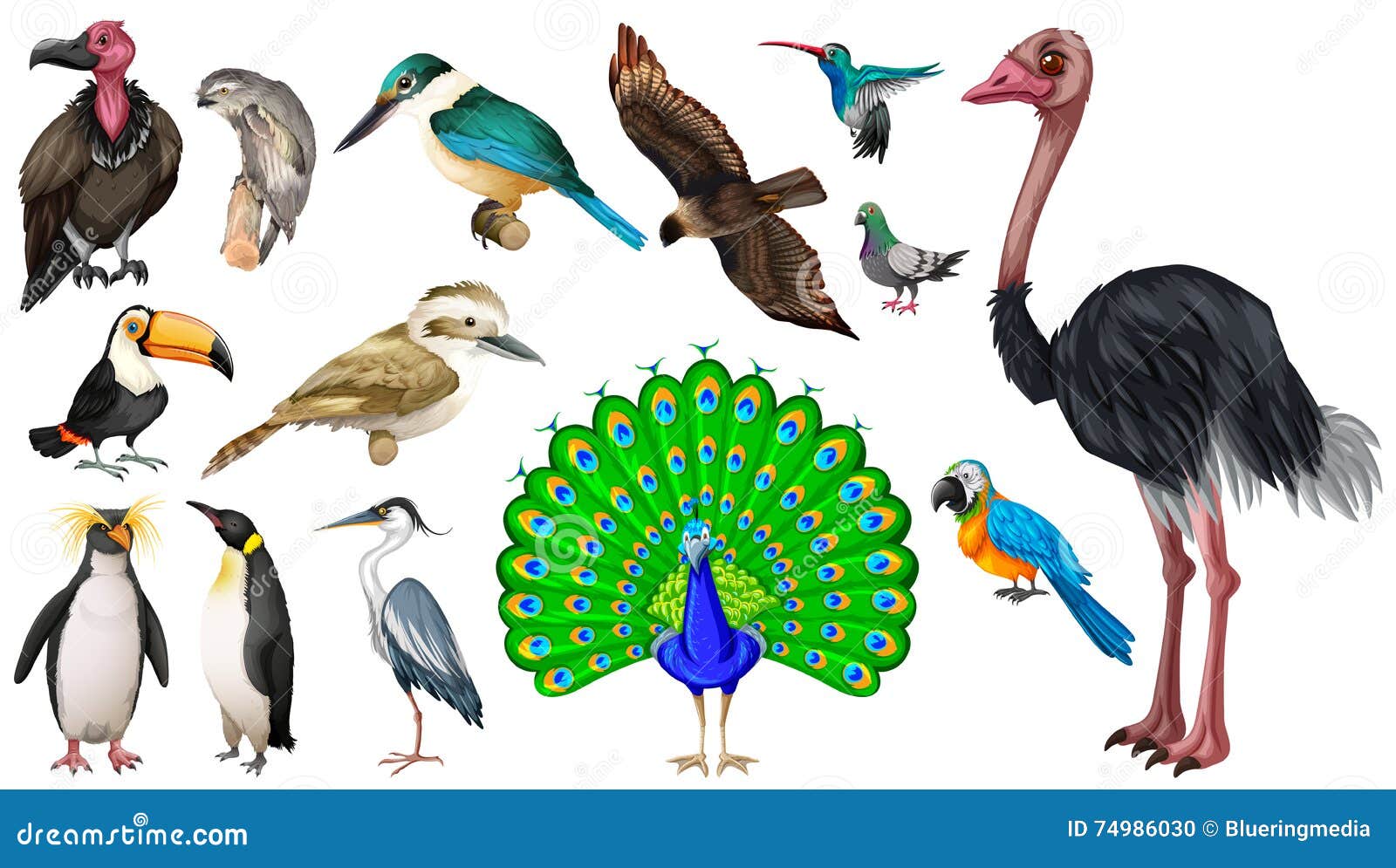 Set of Varieties of Wild Birds Stock Vector - Illustration of ...