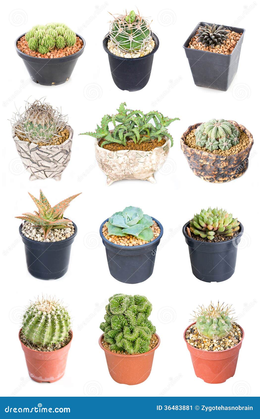 Set of 15 Variety Cactus Potted Plants. Stock Image - Image of petal ...
