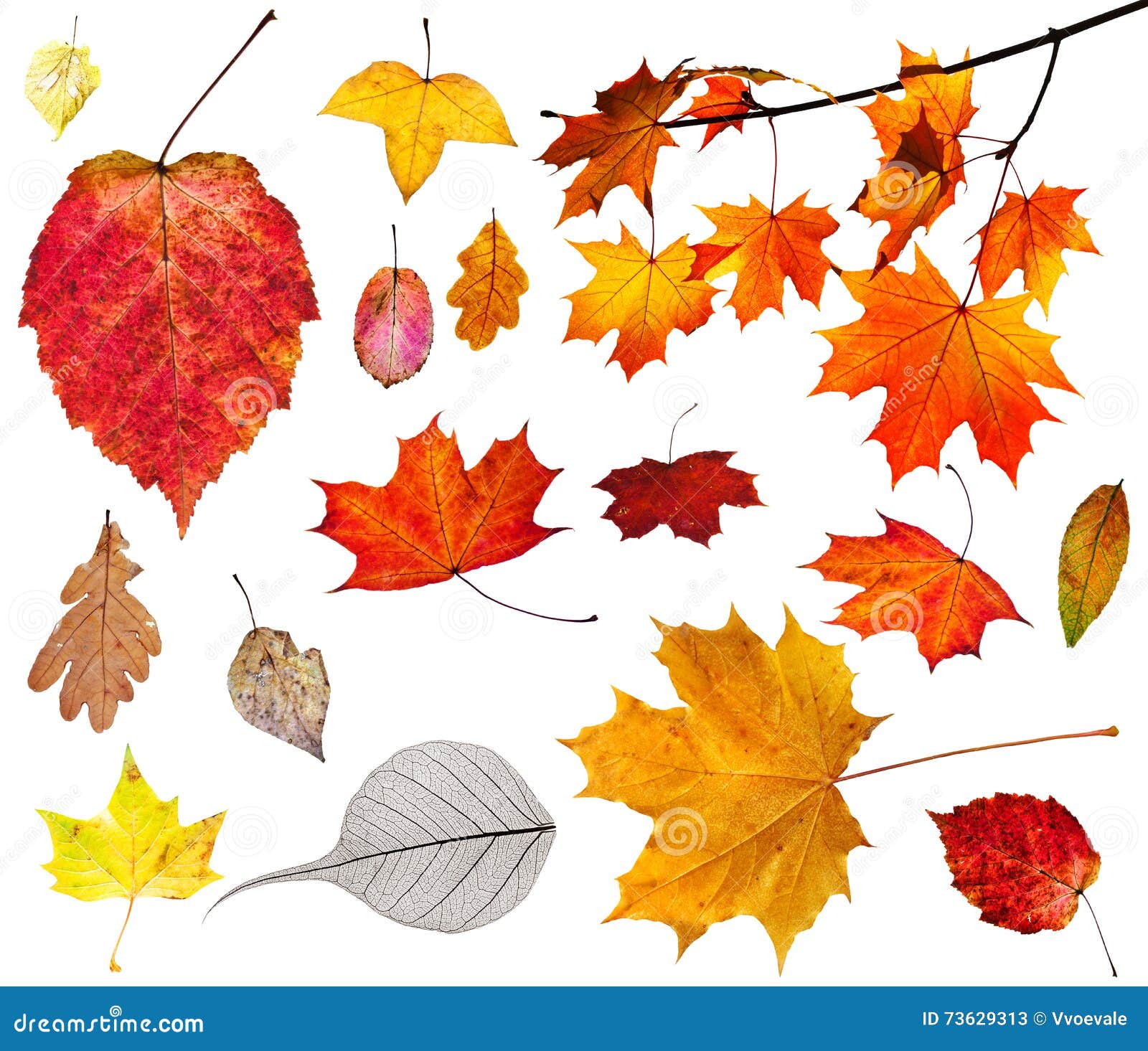 Set of Various Autumn Leaves Isolated on White Stock Image - Image of ...